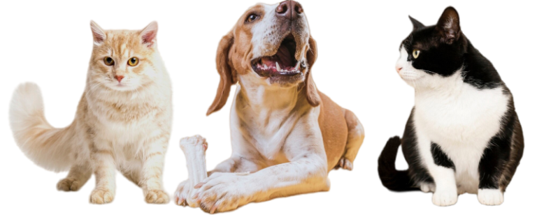 Home - Tails Of Help